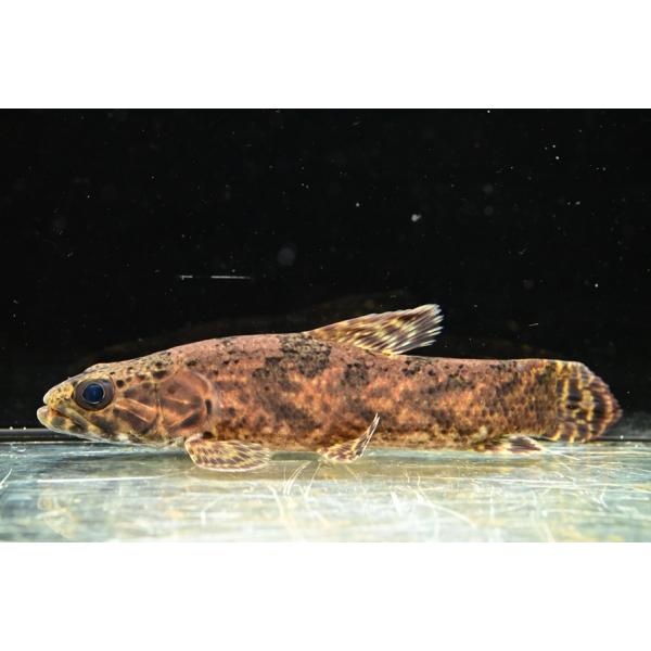 Hoplias macrophthalmusシングー川サンフェリックスのマクロフタルムスです！アイマラと比べると成魚は丸顔というかがっしりした顔つきで、体型も太くなり迫力出ます！シングー川上流のサンフェリックス産は体色に赤みが出てきます。な...
