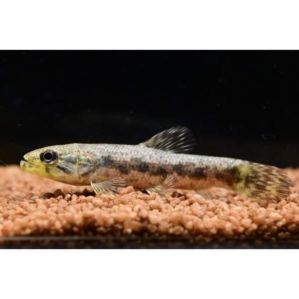 Hoplias lacerdae前回大好評だったウルグアイタライロンが再入荷しました！一便目より大きく安心サイズです！価格は見直されたのか倍になっていますが、それでもお買い得だと思います。メダカ漬けにすると一気に伸びます！50cmは超えるタ...