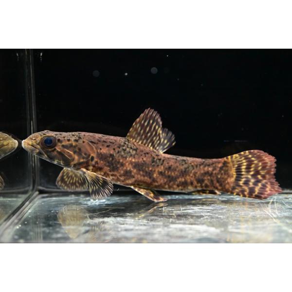 Hoplias macrophthalmus?かなり久々のアマパ産タライロンが1匹だけ来ました！アマパのアイマラが来るかなと思ったんですが、全然違うタライロンが来ました。アマパのアイマラはかなり鋭い顔つきでバンド柄がくっきり入ってます。今回...