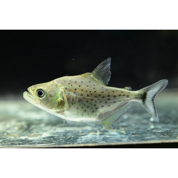 当店初入荷のスリナム産ブラックピラニア！良く釣られてる画像は出ますが鑑賞魚ルートではかなりレアですね。他産地の個体と比べると頭が長く、体高はそんなにないスレンダー体型が特徴。最終的には体高は出てくると思いますが、産地差があるのは嬉しいですね...