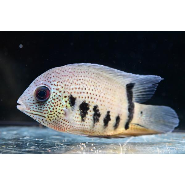 Heros notatus？ブラジル、プルス川産のセベラム！ベアタンクに入れているせいもあり発色はまだまだですが、頭には青みがあり、レッドスポットも綺麗に入っています！環境を合わせれば綺麗に発色してくれそうですね！大きめサイズで輸入されたワ...