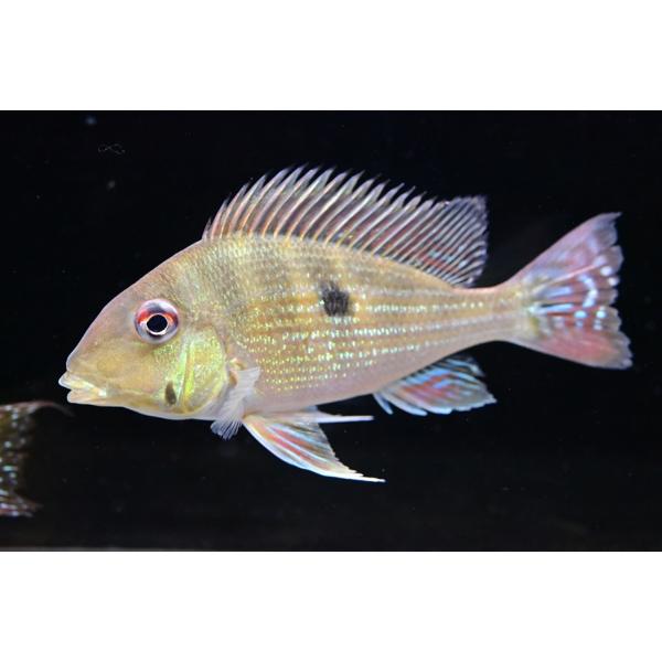 Geophagus dicrozosterコロンビア便のWILDディクロゾスター！良いサイズでの入荷！若干胴長で、成魚の発色はとても美しい種です。※画像は入荷魚の一部です
