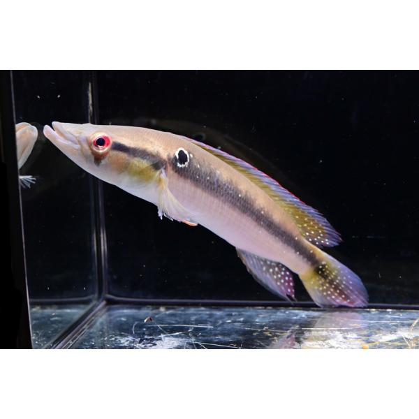ペルー便で入荷したダイヤモンド系のパイクシクリッド！ラメは少ない種ですが鰭の色は綺麗！目も真っ赤で良いですよ！おそらくオス個体です。※画像の個体をお送りします
