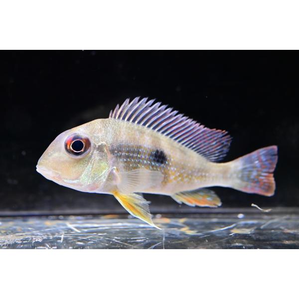 コロンビア、カクエタ川から稀に入荷のあるゲオファーガスsp.！久々の入荷です！丸みのある体型と不規則なバンドが特徴的！体色も美しくおすすめのゲオです！※画像は入荷魚の一部です