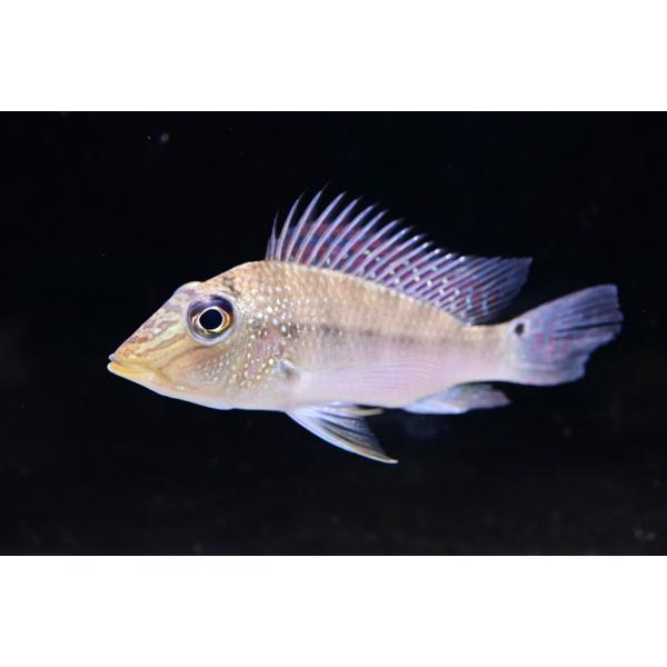 Satanoperca mapiritensisコロンビア便で入荷するサタノペルカ！ペルー便のレウコスティクタに似ている種です。このサイズではあまり魅力的には見えないかもしれませんが、成長と共に細かいスポットが出てきてかなり綺麗になります！...