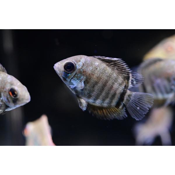 Heros sp. Madeiraマディラ産のセベラムのチェコブリード個体。マディラのへロスは真っ青になるのが特徴的で、幼魚時から青みがあります。今回の個体もこのサイズで青みがしっかりあり、今後真っ青になること間違いなし！ワイルド個体はなか...