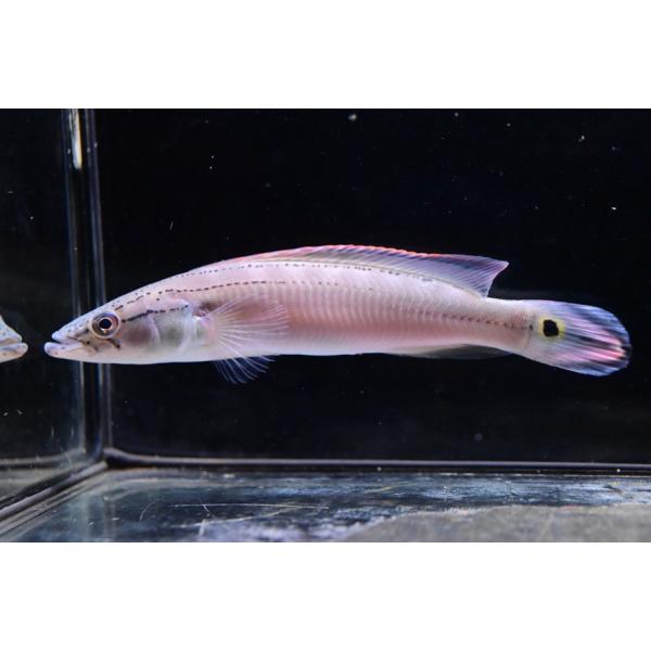 Lugubria cf.lenticulata現地からのインボイスはsp.redでレンティクラータとは別に載っていたようですが、見た感じはレンティクラータ。育ててみないとレンティなのか別物なのかは不明。ちょっと大きめのサイズで入荷してます！...