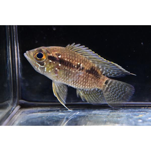 Acaronia nassa久々のナッサ！中型の南米シクリッドで、ビッグアイシクリッドとも呼ばれます。目が大きく独特な顔つき！ちょっと地味な見た目ですが、成魚は鱗が輝きなかなか綺麗になりますよ！性格も比較的大人しく、混泳にも向いています！頻...