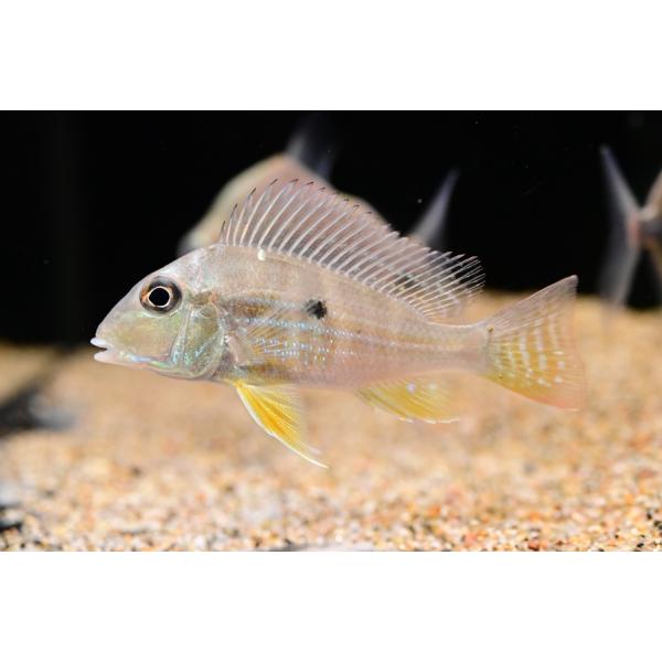 Geophagus neambiトカンチンス川に生息する美しいゲオファーガス！久々の入荷です！成長と共に確実に綺麗になっていきますよ！※画像は入荷魚の一部です
