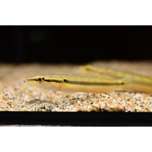 Crenicichla zebrinaパイクシクリッドの中でも派手で人気の高いゼブリナ！！可愛いサイズで入荷しました！まだ全然派手さは感じられませんが、もう少し大きくなると徐々にゼブラ模様が入ってきます。クレニキクラの中でも大人しく、同種間...