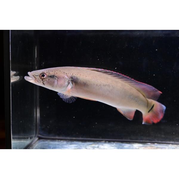 Lugubria lugubrisコロンビアのアタバポレッドパイクです！赤くなる人気のパイクシクリッド。比較的混泳もしやすく、同種間でもほとんど喧嘩しません。少し大きい個体が入荷しました！※画像の個体をお送りします