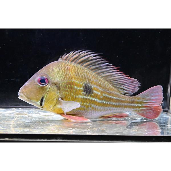 Geophagus winemilleriコロンビア便で入荷した大きいサイズのWILDワインミレリー！このくらいのサイズになるとワインミレリーらしくなってますね！ボディの太目のラインと顎の付け根辺りの黒いラインが特徴的。体高のある独特の体型...