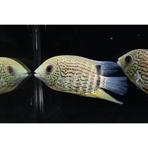 人気のレッドスポット系のターコイズセベラム！トカンチンス産です。そこそこ大きいサイズでの入荷で、すべて綺麗にスポットが入った雄個体です。まだまだ綺麗になりますので是非飼い込んでください！※画像は入荷魚の一部です