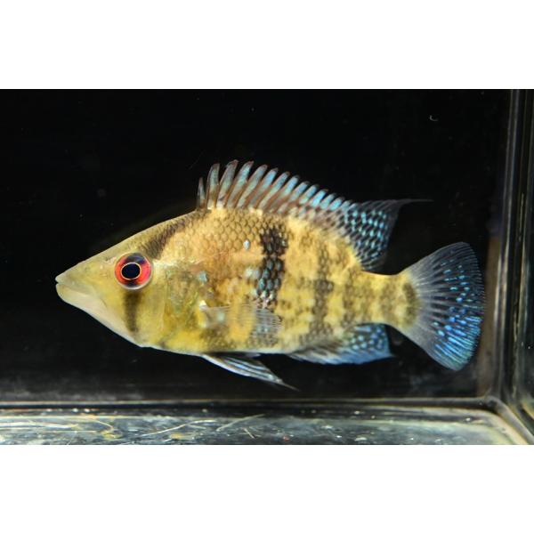 Caquetaia myersiバスケットマウスシクリッドの中でも入荷の少ないマイヤシーです！小さいサイズは意外とデリケートで飼いにくいですが、このくらいの大きさだと普通に丈夫！ブルーの発色がとても綺麗です！シクリッド好きの方は是非！！※画...