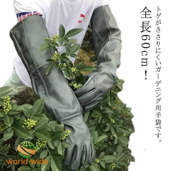 全長60cm
