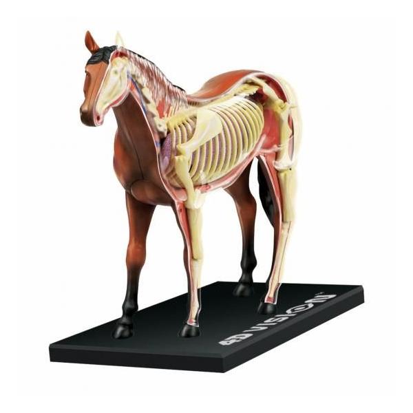 【商品名】 Tedco 4Dビジョン ホース・馬 解剖モデル ★Fame Master社 ※臓器は取り外し可能です 【カテゴリー】 おもちゃ : 生物・動物・人体