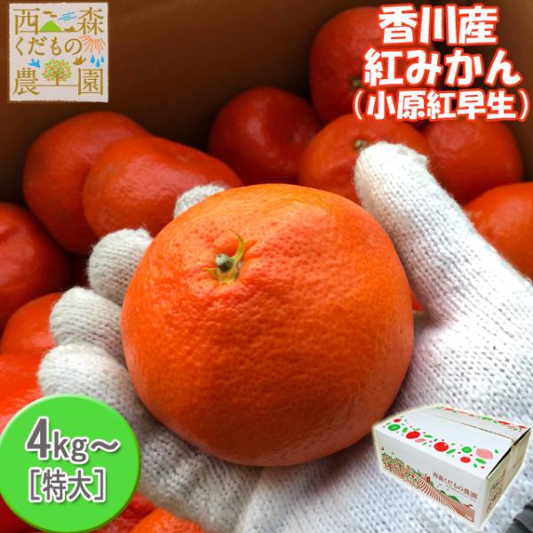 【品種】小原紅早生【特徴】同じ木になるミカンでも大きいの小さいのそれぞれ個性があり、これはなかでも特に大きくなったミカンたちです。そのまま食べても美味しいんですが、ほかのに比べると皮が厚くて少し食べにくい。でも大きくて調理しやすいので、我が...