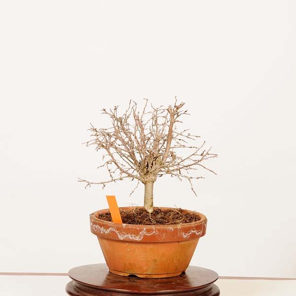 樹種：けやき落葉樹。鮮やかな新緑、秋の紅葉もお楽しみいただけます。今は素焼き鉢なので、見ごたえが分かりにくいですが、 お好みの盆栽鉢に植えてもらうと、とてもかっこよくなります。撮影日：2026年01月17日サイズ樹高：約14ｃｍ　横幅：約1...