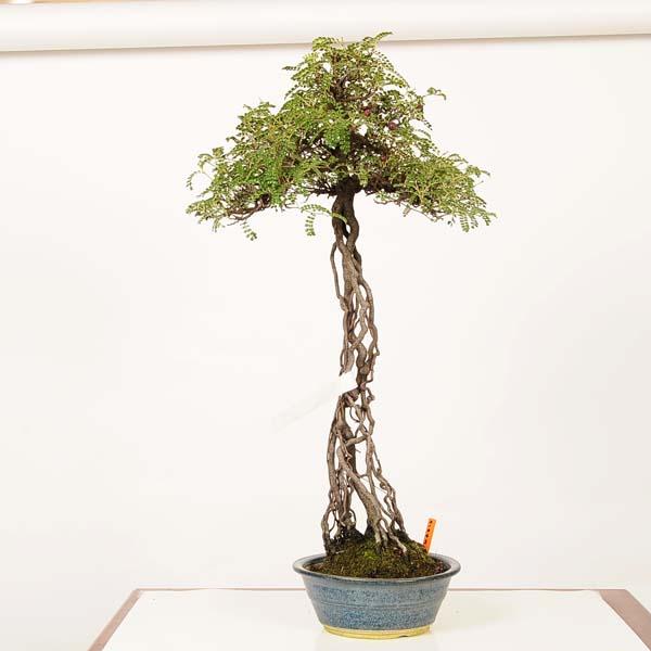 樹種：磯山椒(いそざんしょう)常緑樹。濃い緑色のテリのある葉がかわいいです。古味を帯びた根上がりの幹が魅力です。根上がり樹形は縁起物として非常に縁起が良いといわれております。撮影日：2026年01月17日サイズ樹高：約62ｃｍ　横幅：約34...