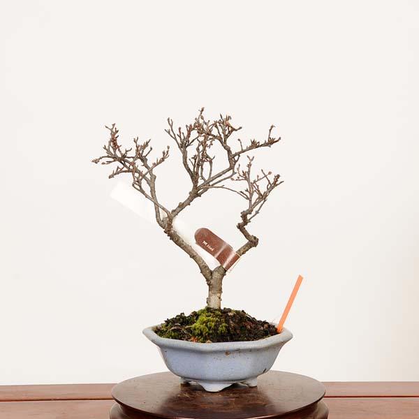 樹種：紅紫檀(したん) 半常緑性(地域により落葉します)。春に小ぶりで可愛い花が咲きそこに実をつけます。秋になり、涼しくなると赤く色づき始めます。撮影日：2026年02月13日サイズ樹高：約17ｃｍ　横幅：約16ｃｍ　鉢径：約12.5ｃｍ水...