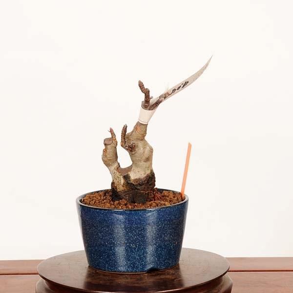 樹種：姫りんご　品種：冬あかね落葉樹。春に白地にピンクがかった色の可愛いお花が咲き、そこに実をつけます。涼しくなると 赤く色づきます。 幹も太くてりっぱな一鉢です。撮影日：2026年02月13日サイズ樹高：約12ｃｍ　横幅：約6ｃｍ　鉢径：...