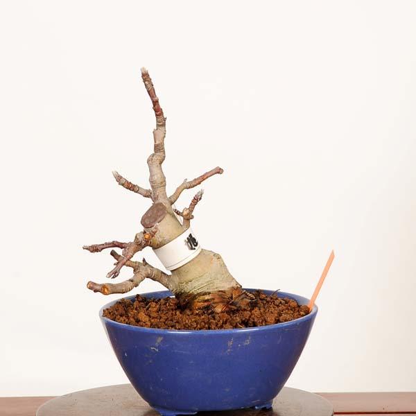 樹種：姫りんご　品種：姫つがる落葉樹。春に白地にピンクがかった色の可愛いお花が咲き、そこに実をつけます。涼しくなると 赤く色づきます。 幹も太くてりっぱな一鉢です。撮影日：2026年02月13日サイズ樹高：約14ｃｍ　横幅：約11ｃｍ　鉢径...