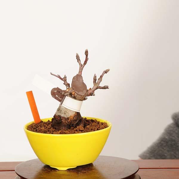 樹種：姫りんご　品種：姫つがる落葉樹。春に白地にピンクがかった色の可愛いお花が咲き、そこに実をつけます。涼しくなると 赤く色づきます。 幹も太くてりっぱな一鉢です。撮影日：2026年02月13日サイズ樹高：約11ｃｍ　横幅：約9.5ｃｍ　鉢...