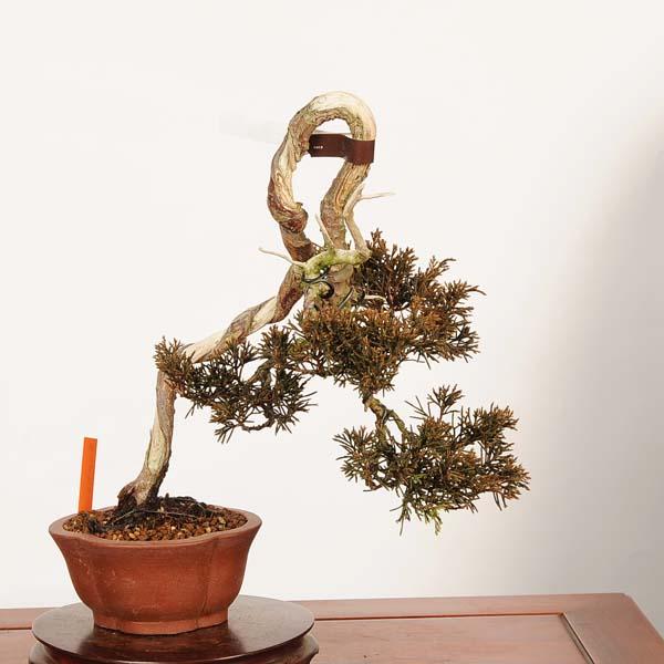 樹種：糸魚川真柏撮影日：2026年02月13日常緑樹。糸魚川真柏は葉性が細かく、盆栽に向いています。幹の流れが面白い一鉢です。ジンも個性的です。冬の寒さで、葉の色がやや茶色くなっていますが、 暖かい春になると、鮮やかな緑色に戻ります。サイズ...