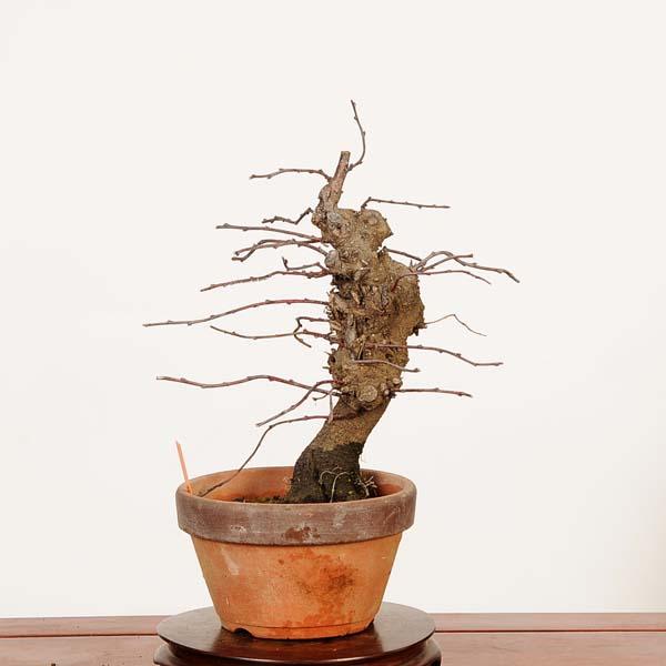 樹種：庭梅(林生梅) 落葉樹。３〜４月に長く伸びた枝に梅に似たピンク色の小ぶりで可愛い花が密集してつきます。花後には可愛らしい赤い実がなります。今は鉢なので見ごたえが分かりにくいですが、 お好みの盆栽鉢に植えてもらうと、かっこよくなります。...