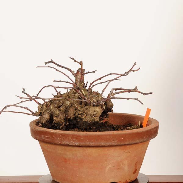 樹種：庭梅(林生梅) 落葉樹。３〜４月に長く伸びた枝に梅に似たピンク色の小ぶりで可愛い花が密集してつきます。花後には可愛らしい赤い実がなります。今は鉢なので見ごたえが分かりにくいですが、 お好みの盆栽鉢に植えてもらうと、かっこよくなります。...