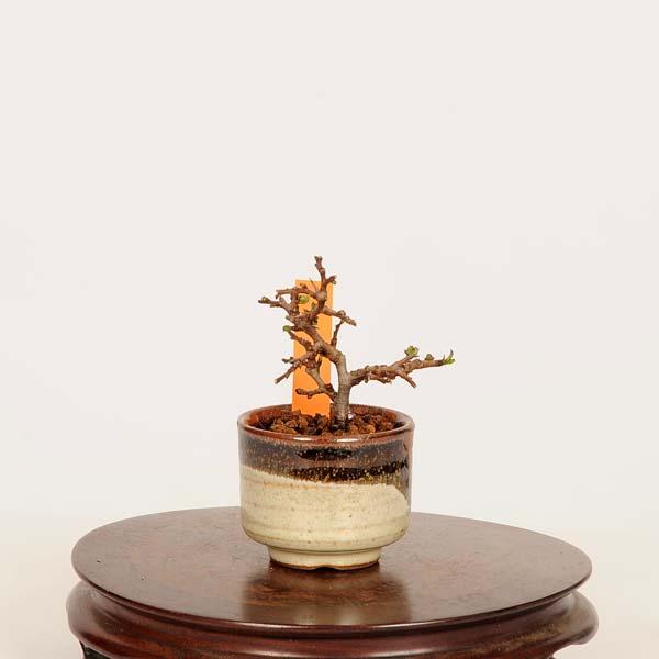 樹種：長寿梅落葉樹。真っ赤な梅のような形の小ぶりな花が楽しめます。これからの成長が楽しみです。撮影日：2026年03月19日サイズ樹高：約6.5ｃｍ　横幅：約6ｃｍ　鉢径：約6.5ｃｍ水遣り・・・用土の表面が乾いたらあげる。目安は春・秋は1...