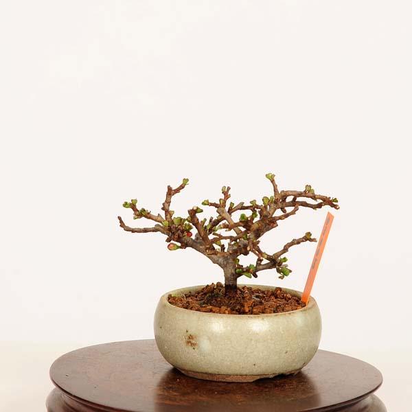 樹種：長寿梅落葉樹。真っ赤な梅のような形の小ぶりな花が楽しめます。これからの成長が楽しみです。撮影日：2026年03月19日サイズ樹高：約5ｃｍ　横幅：約10ｃｍ　鉢径：約8ｃｍ水遣り・・・用土の表面が乾いたらあげる。目安は春・秋は1日1-...