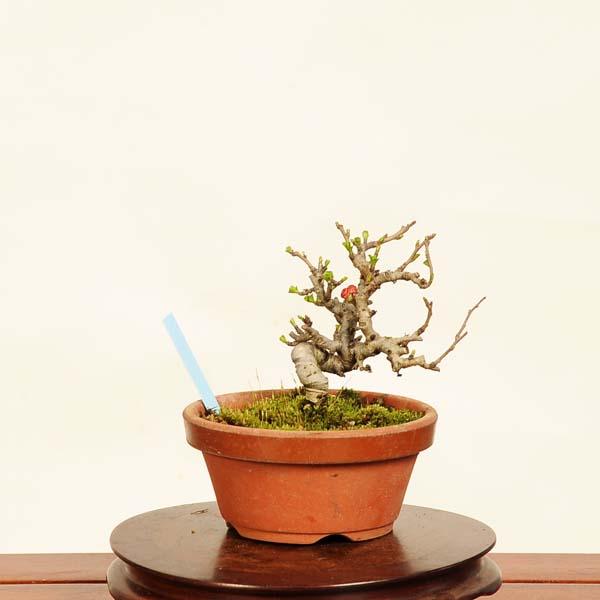 樹種：長寿梅落葉樹。真っ赤な梅のような形の小ぶりな花が楽しめます。これからの成長が楽しみです。今は鉢なので見ごたえが分かりにくいですが、 お好みの盆栽鉢に植えてもらうと、かっこよくなります。撮影日：2025年03月14日サイズ樹高：約9.5...