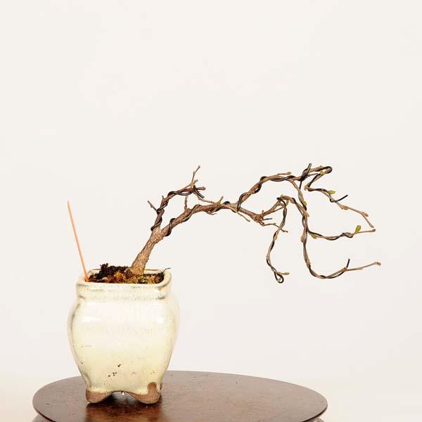 樹種：紅花枝垂れエゴノキ落葉樹。枝垂れタイプで、風情ある樹姿を見せてくれます。初夏にうすいピンク色のかわいい花が下垂します。撮影日：2026年03月19日サイズ樹高：約7ｃｍ　横幅：約15ｃｍ　鉢径：約6.5ｃｍ水遣り・・・用土の表面が乾い...