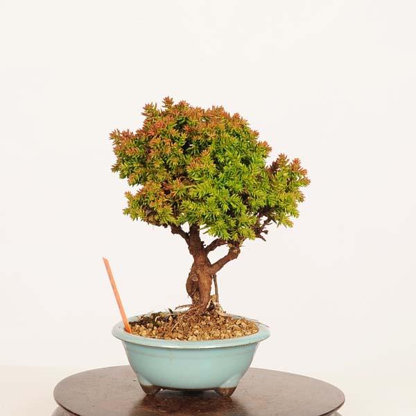 樹種：杉撮影日：2026年03月19日常緑樹。これからの成長が楽しみな一鉢です。冬の寒さで葉の色が赤くなっていますが、 暖かい春になると、鮮やかな緑色に戻ります。サイズ樹高：約14ｃｍ　横幅：約11ｃｍ　鉢径：約8.5ｃｍ水遣り・・・用土の...