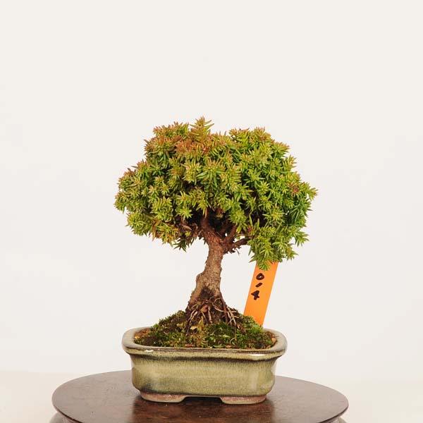 樹種：杉撮影日：2026年03月19日常緑樹。これからの成長が楽しみな一鉢です。冬の寒さで葉の色が赤くなっていますが、 暖かい春になると、鮮やかな緑色に戻ります。サイズ樹高：約11.5ｃｍ　横幅：約12ｃｍ　鉢径：約9ｃｍ水遣り・・・用土の...