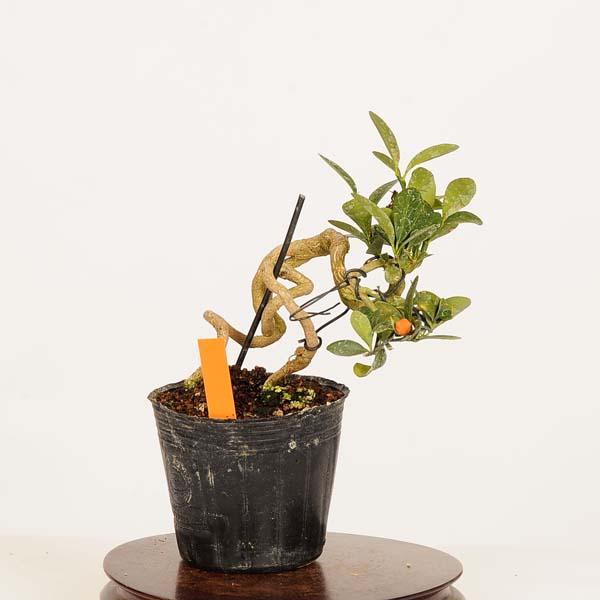 樹種：きんず（金豆）常緑樹。寒さには弱いので、冬は室内で管理しましょう。面白みのある幹、常緑の青々とした葉の間から見えるオレンジの可愛い実姿が魅力です。今はポットなので見ごたえが分かりにくいですが、 お好みの盆栽鉢に植えてもらうと、かっこよ...