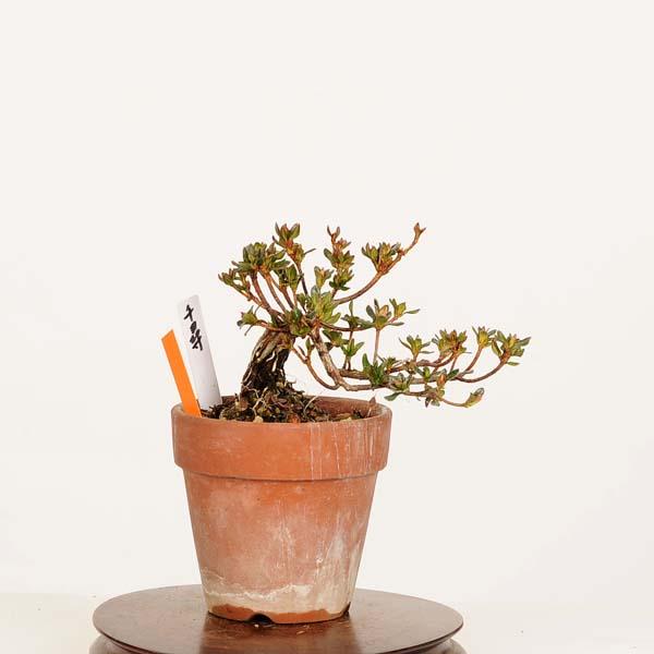 樹種：深山霧島つつじ 品種：千尋常緑樹。5月初旬に小ぶりで可愛い花が咲きます。今は素焼き鉢なので見ごたえが分かりにくいですが、 お好みの盆栽鉢に植えてもらうと、かっこよくなります。撮影日：2026年03月19日サイズ樹高：約９ｃｍ　横幅：約...