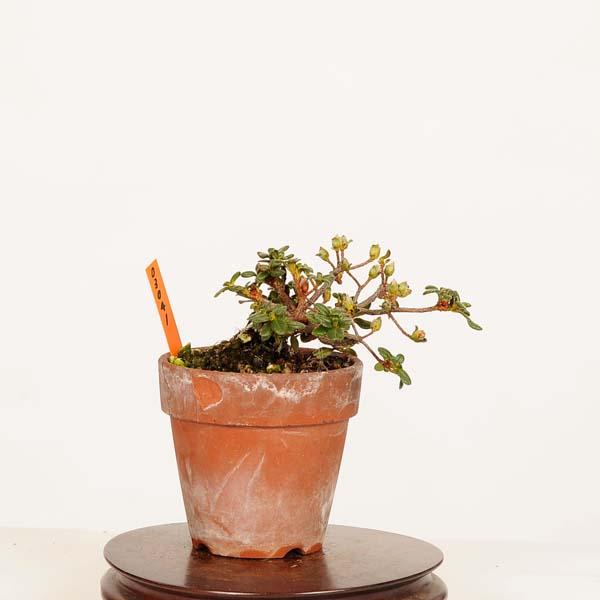 樹種：深山霧島つつじ 品種：白雪常緑樹。5月初旬に小ぶりで可愛い花が咲きます。今は素焼き鉢なので見ごたえが分かりにくいですが、 お好みの盆栽鉢に植えてもらうと、かっこよくなります。撮影日：2026年03月19日サイズ樹高：約６ｃｍ　横幅：約...