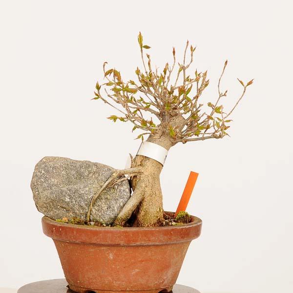 樹種：楓（かえで）落葉樹。春の芽出し、夏の新緑、秋の紅葉、冬の寒樹の姿、四季の変化を感じさせてくれます。足元に石を抱えています。今は素焼き鉢なので見ごたえが分かりにくいですが、 お好みの盆栽鉢に植えてもらうと、かっこよくなります。撮影日：2...