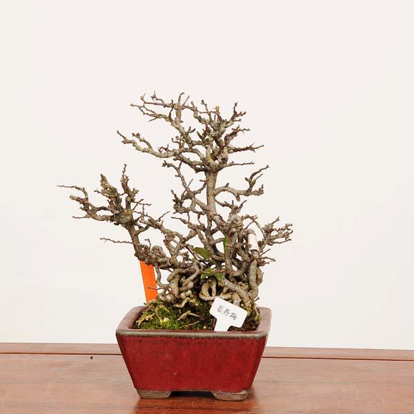 樹種：長寿梅落葉樹。長寿梅らしい自然味あふれる幹模様と枝数が魅力です。春と秋に、小ぶりで愛らしい赤花が楽しめます。撮影日：2026年03月19日サイズ樹高：約19ｃｍ　横幅：約18ｃｍ　鉢径：約13ｃｍ水遣り・・・用土の表面が乾いたらあげる...