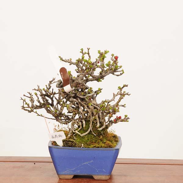 樹種：長寿梅落葉樹。長寿梅らしい自然味あふれる幹模様と枝数が魅力です。春と秋に、小ぶりで愛らしい赤花が楽しめます。撮影日：2026年03月19日サイズ樹高：約16ｃｍ　横幅：約22ｃｍ　鉢径：約13ｃｍ水遣り・・・用土の表面が乾いたらあげる...