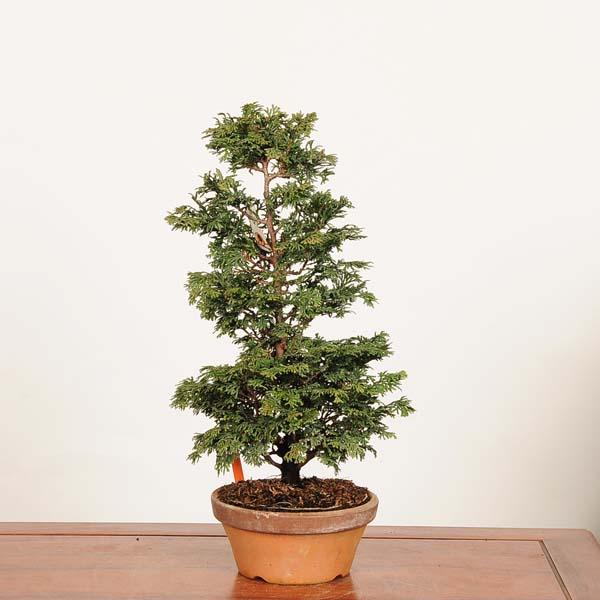 樹種：津山桧常緑樹。八房性のヒノキ。バランスよく枝が出ており風景を感じる綺麗な樹形です。今は素焼き鉢なので見ごたえが分かりにくいですが、 お好みの盆栽鉢に植えてもらうと、かっこよくなります。撮影日：2026年03月19日サイズ樹高：約35ｃ...