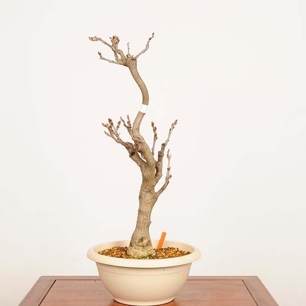 樹種：一才藤落葉樹。4月頃、優美に紫色の花が房状に咲き誇ります。撮影日：2026年03月19日サイズ：樹高：約58ｃｍ　横幅：約25ｃｍ　鉢径：約30ｃｍ(プラスチック鉢)水遣り・・・用土の表面が乾いたらあげる。目安は春・秋は1日1-2回、...