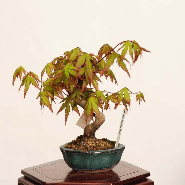 樹種：山もみじ落葉樹。春の芽出し、夏の新緑、秋の紅葉、冬の寒樹の姿と、 四季の変化を感じさせてくれます。幹も太く雰囲気があります。撮影日：2026年04月14日サイズ樹高：約14ｃｍ　横幅：約17ｃｍ　鉢径：約8ｃｍ水遣り・・・用土の表面が...