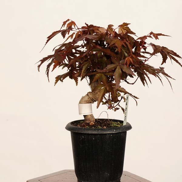 樹種：山もみじ落葉樹。春の芽出し、夏の新緑、秋の紅葉、冬の寒樹の姿と、 四季の変化を感じさせてくれます。幹もしっかり太く、古さと風格を感じます。今はプラスチックポットなので見ごたえが分かりにくいですが、 お好みの盆栽鉢に植えてもらうと、かっ...