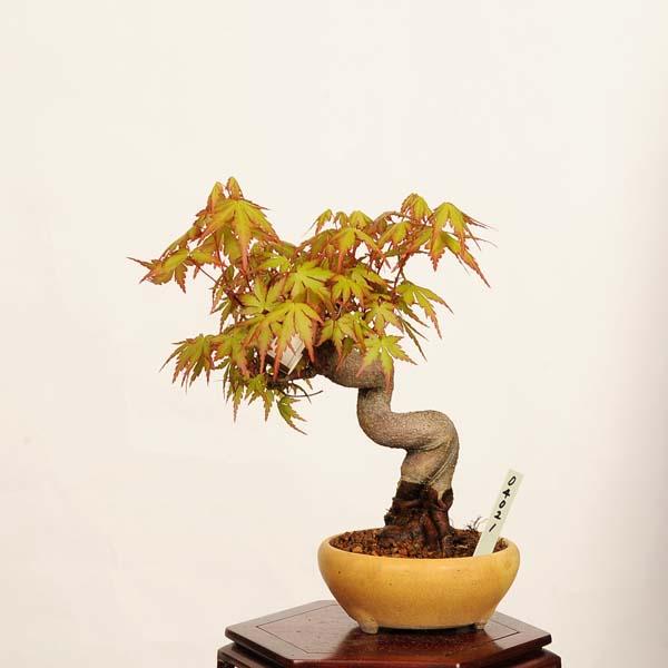 樹種：山もみじ落葉樹。春の芽出し、夏の新緑、秋の紅葉、冬の寒樹の姿と、 四季の変化を感じさせてくれます。幹もしっかり太く、古さと風格を感じます。撮影日：2026年04月14日サイズ樹高：約20ｃｍ　横幅：約16ｃｍ　鉢径：約10.5ｃｍ水遣...