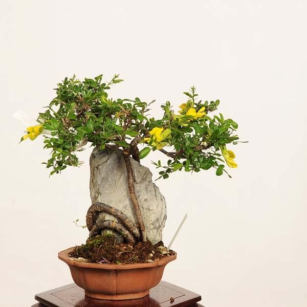 樹種：金雀花(むれすずめ)落葉樹。5月下旬から6月上旬に可愛らしい黄色の花が楽しめます。小葉で小品盆栽に適した品種のひとつです。足元にしっかりと石を抱えています。撮影日：2026年04月14日サイズ樹高：約18ｃｍ　横幅：約23ｃｍ　鉢径：...