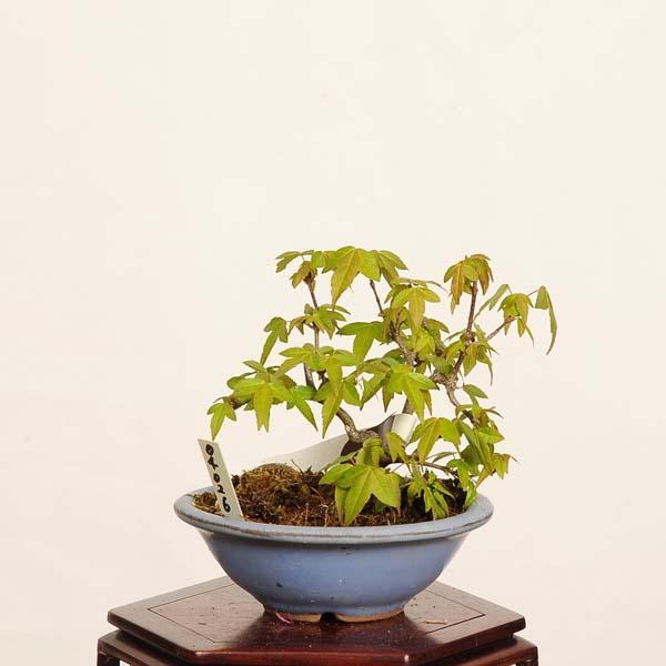 樹種：楓（かえで）落葉樹。春の芽出し、夏の新緑、秋の紅葉、冬の寒樹の姿、四季の変化を感じさせてくれます。撮影日：2026年04月14日サイズ樹高：約11ｃｍ　横幅：約13ｃｍ　鉢径：約13ｃｍ(鉢ヒビ有)水遣り・・・用土の表面が乾いたらあげ...