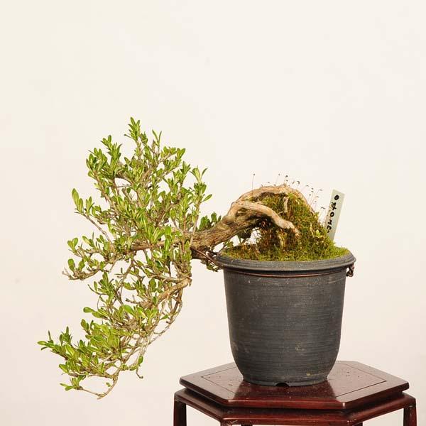 樹種：白丁花落葉樹。春に可愛らしい小さな白い花が咲きます。幹も古味を帯びており、飾り映えする根上り樹形が魅力です。撮影日：2026年04月14日サイズ樹高：約18ｃｍ　横幅：約22ｃｍ　鉢径：約10.5ｃｍ水遣り・・・用土の表面が乾いたらあ...